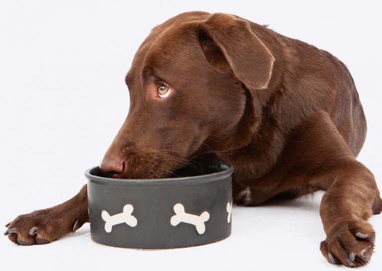 Copofragia | PROPOVETS